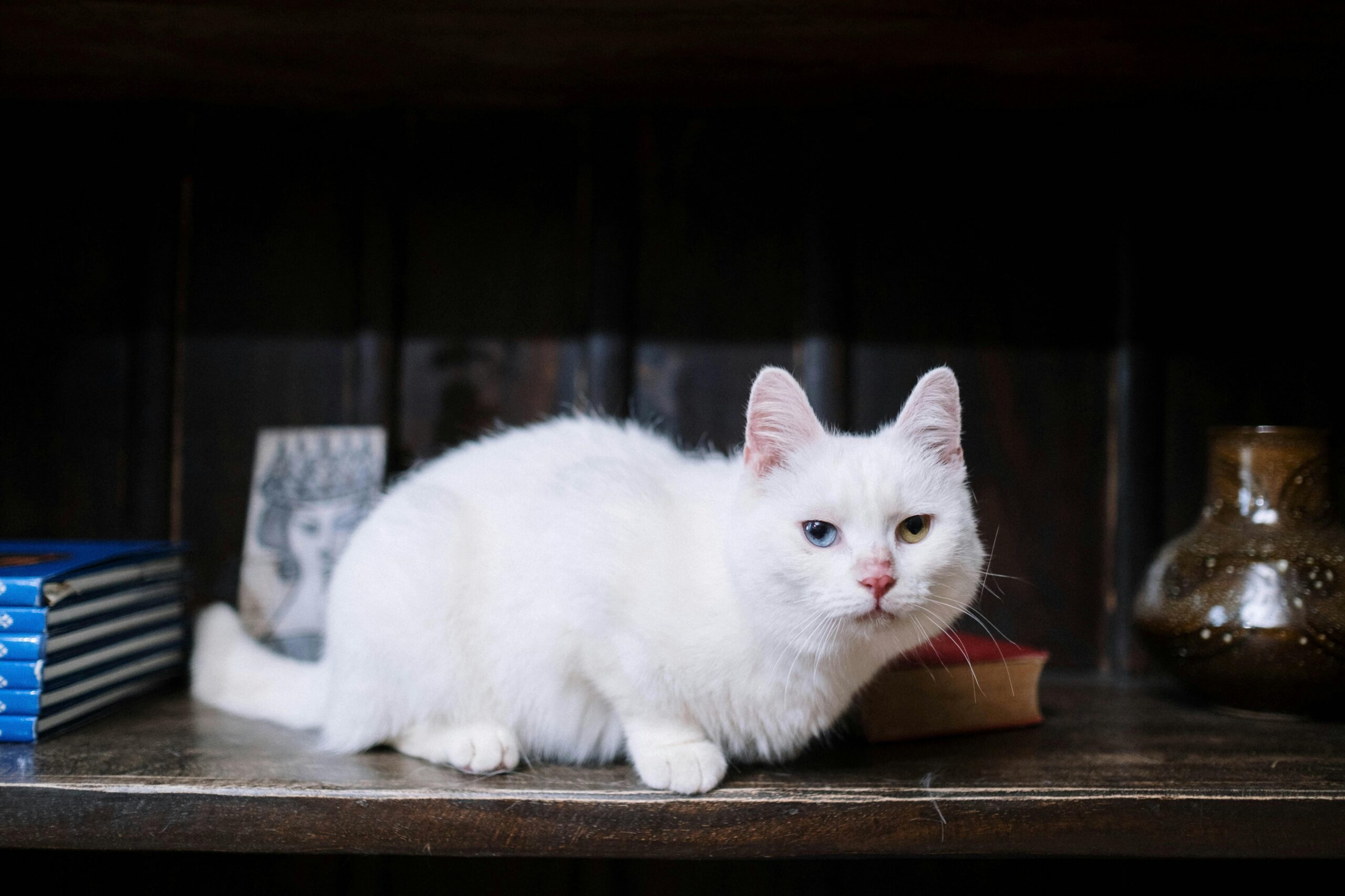 Entenda o que é a FIV felina e como tratar seu gato