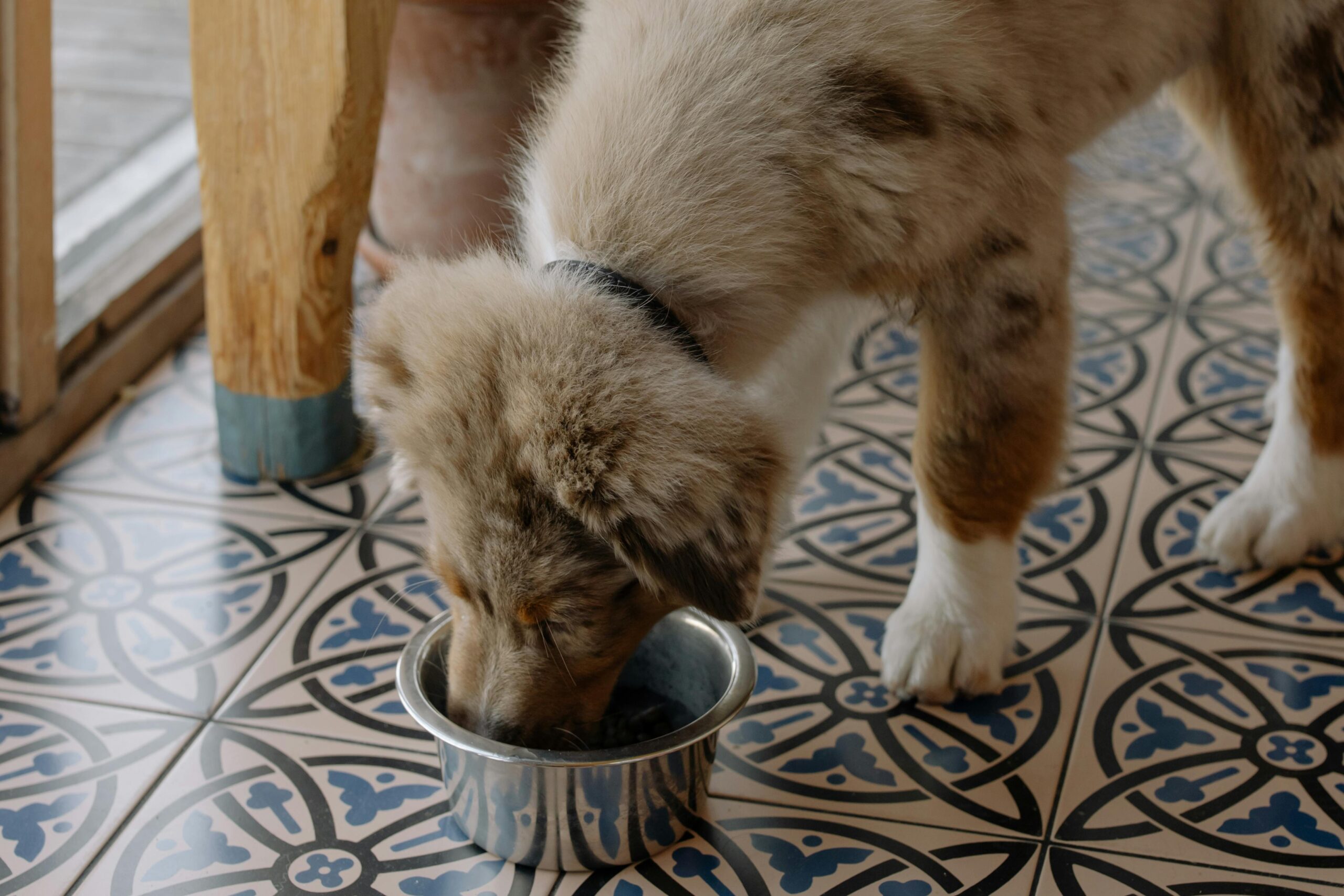 Cardápio Natural para Cachorros: Alimentação Saudável e Equilibrada