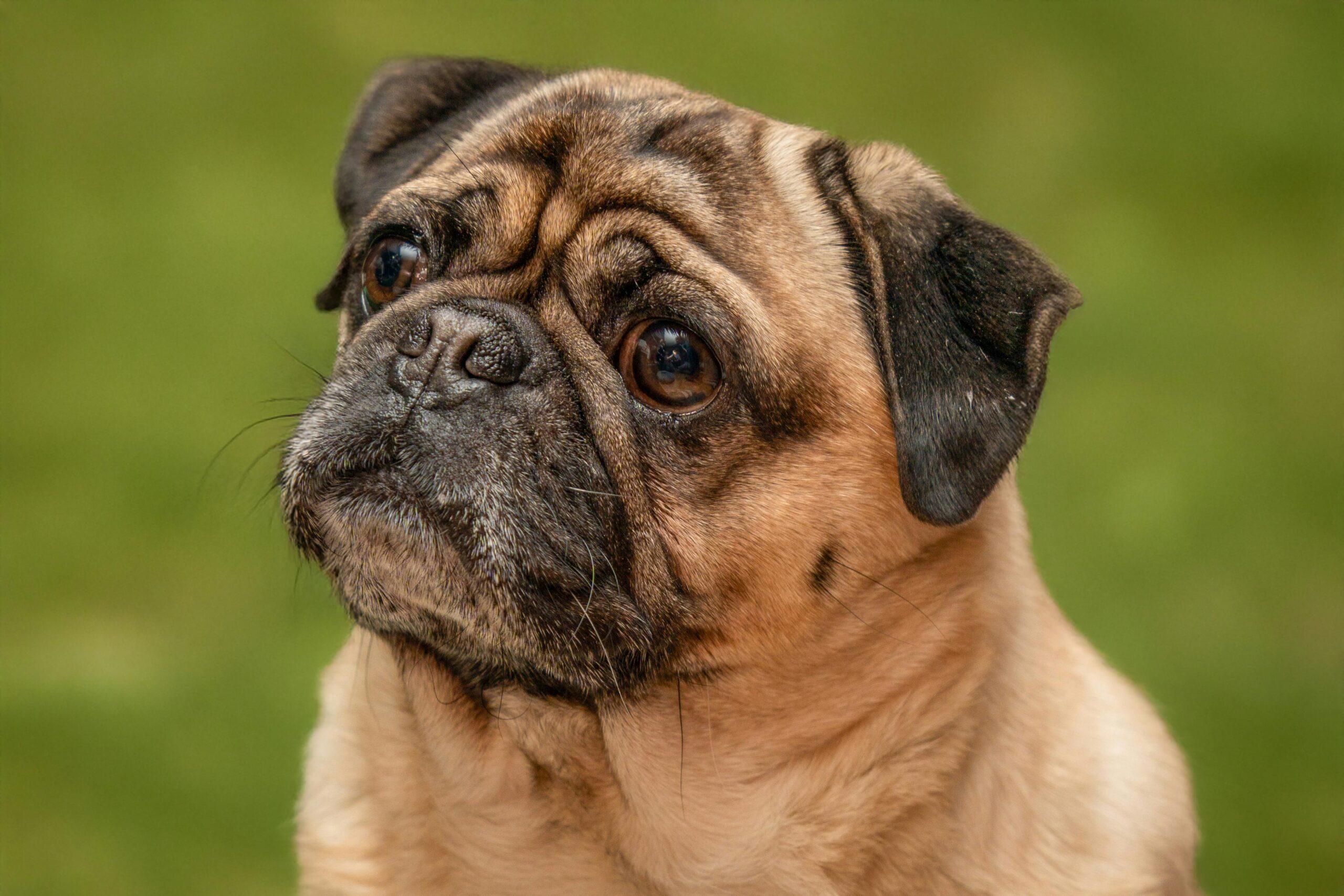 Conheça os diferentes tipos de pugs e escolha o melhor para sua família